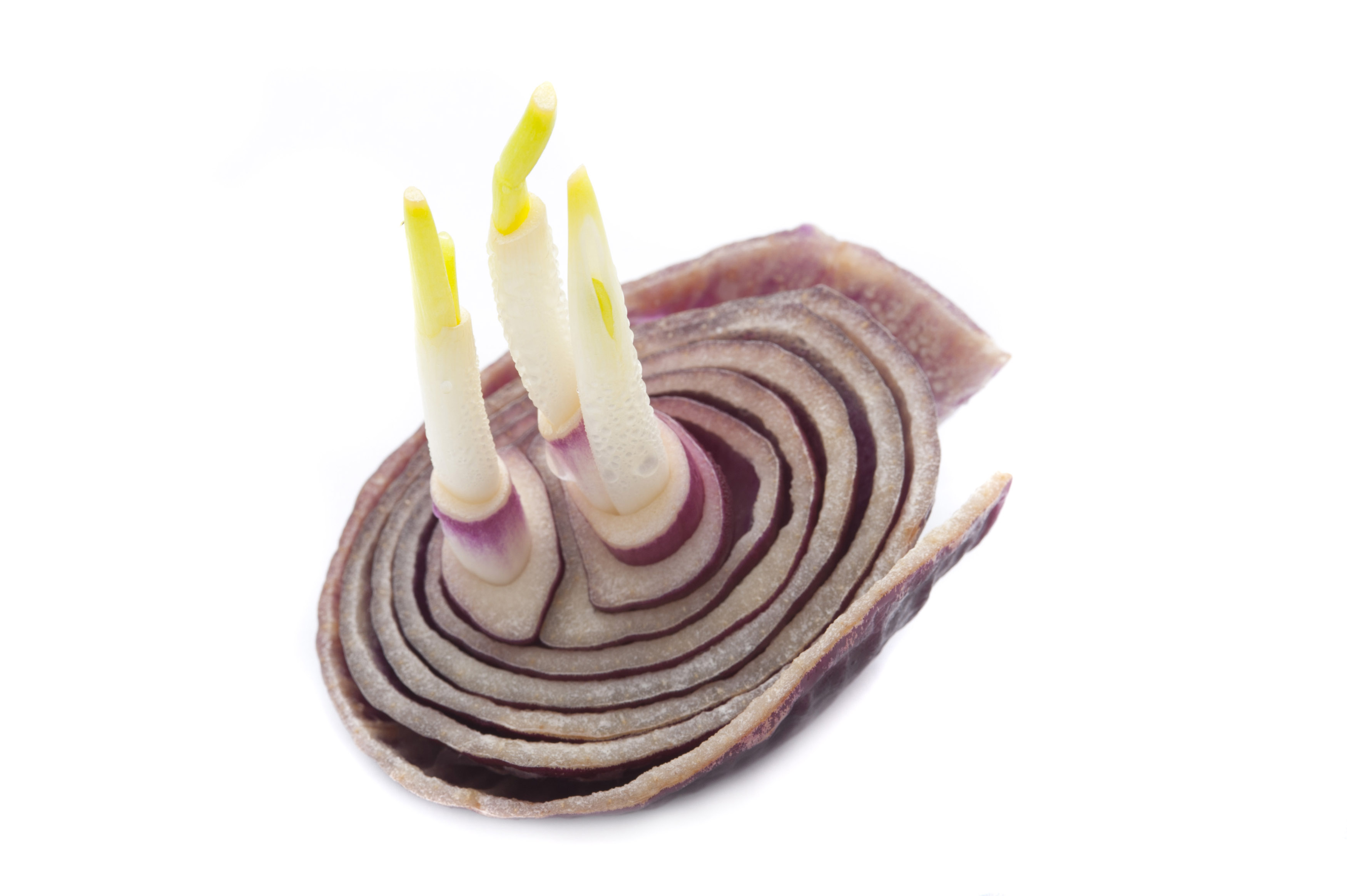 Free Stock image of Sprouting onion from a thin slice ...